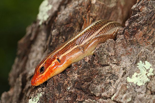 Broad-Headed Skink – KarenFurst.com