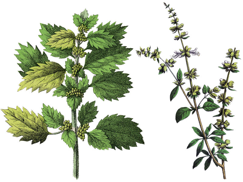 Colonial Herb Gardens – KarenFurst.com