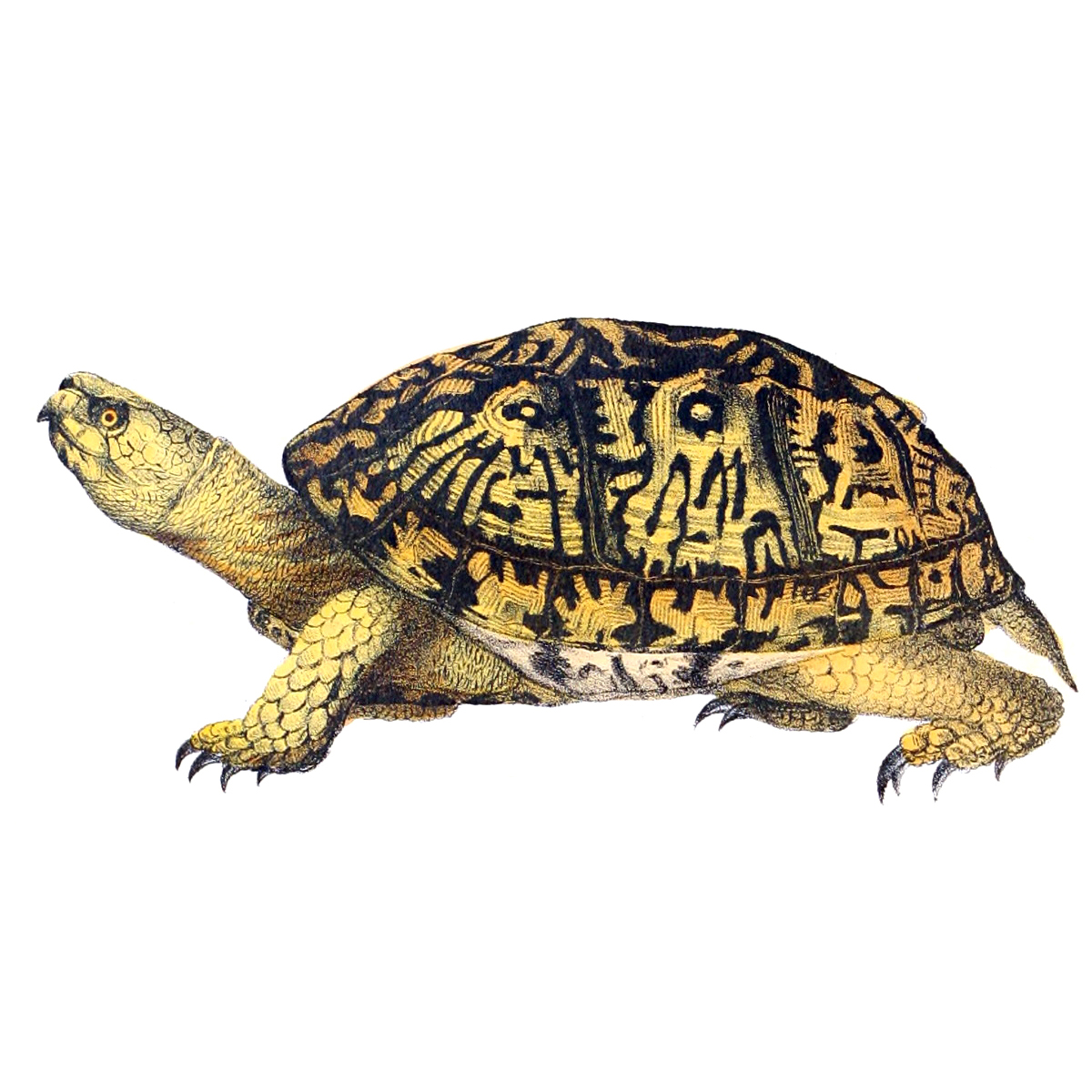 Common Box Turtle / Terrapene carolina – KarenFurst.com